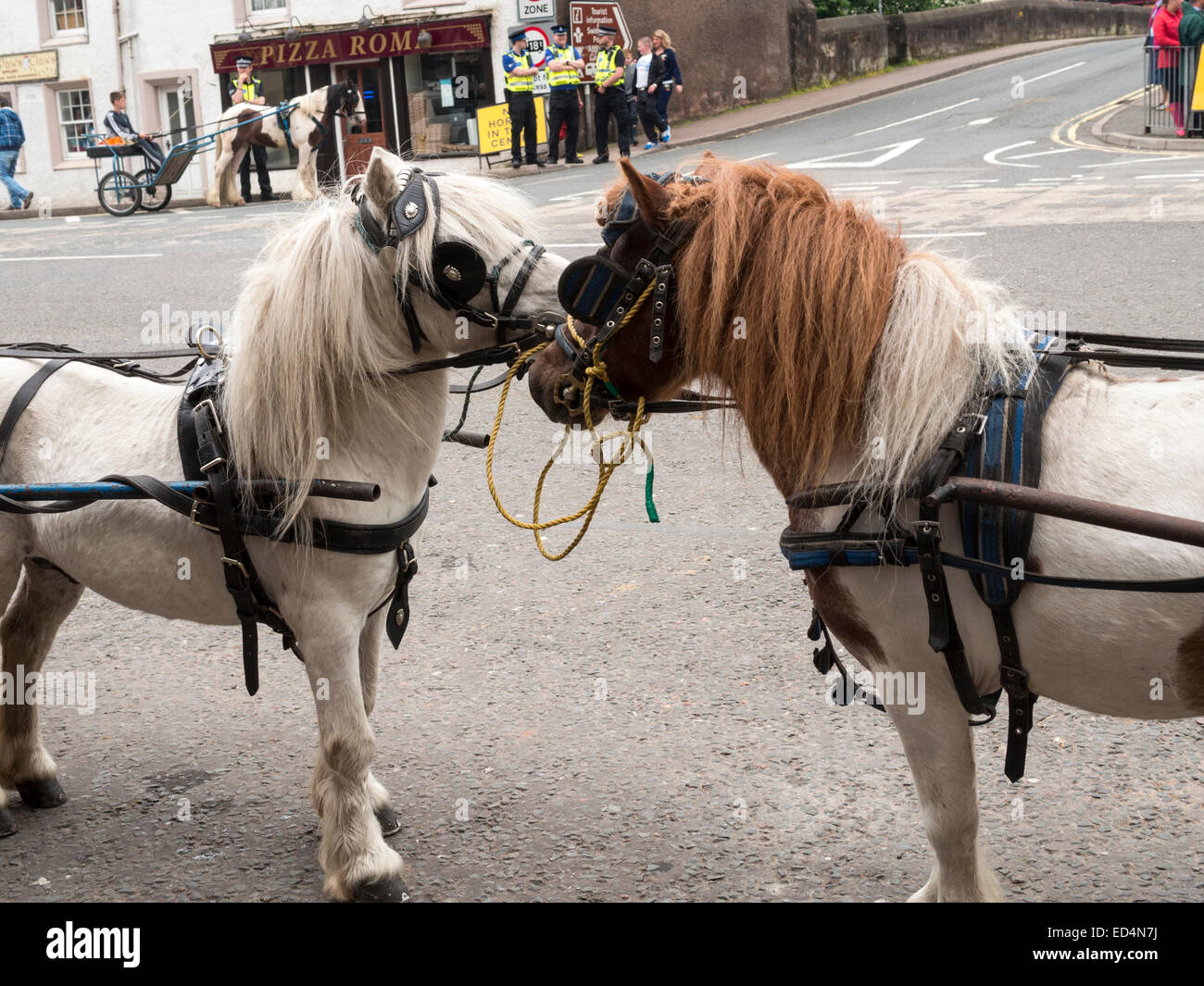 horses owned by Gypsies,Romanys,'travellers', at Appleby Horse Fair ...