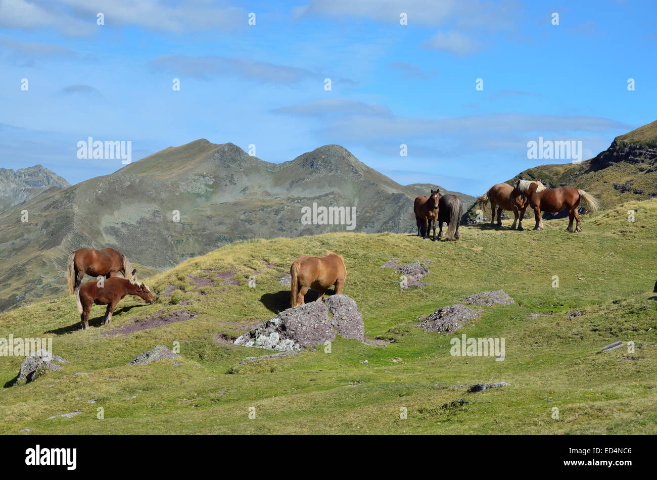 Mountain pass with horses in the French Pyrenees Stock Photo - Alamy