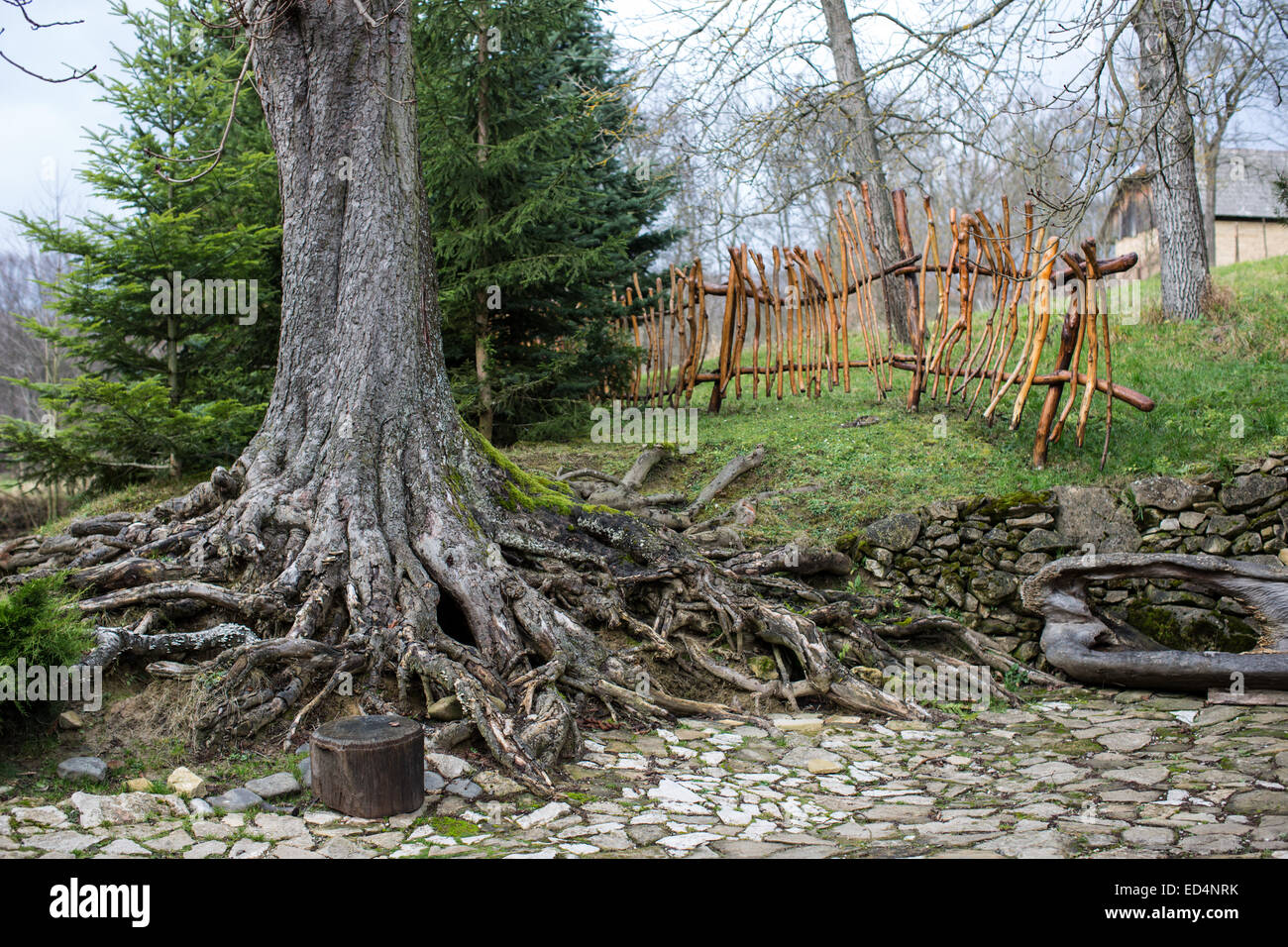 Hollow roots hi-res stock photography and images - Alamy