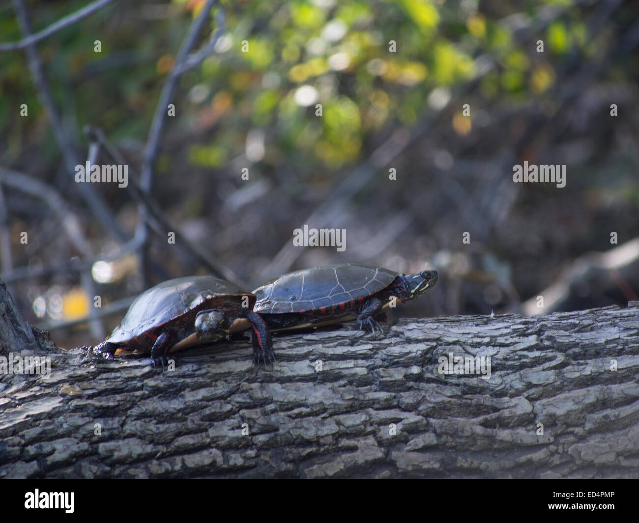 Turtles on a tree Stock Photo - Alamy