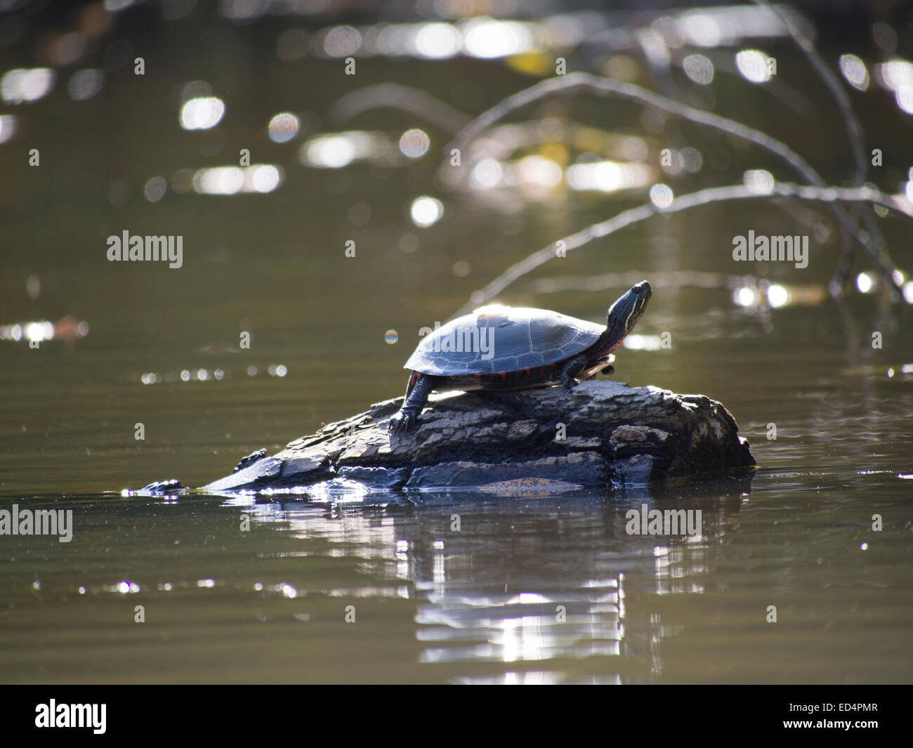 Turtle sun bathing on a rock Stock Photo - Alamy