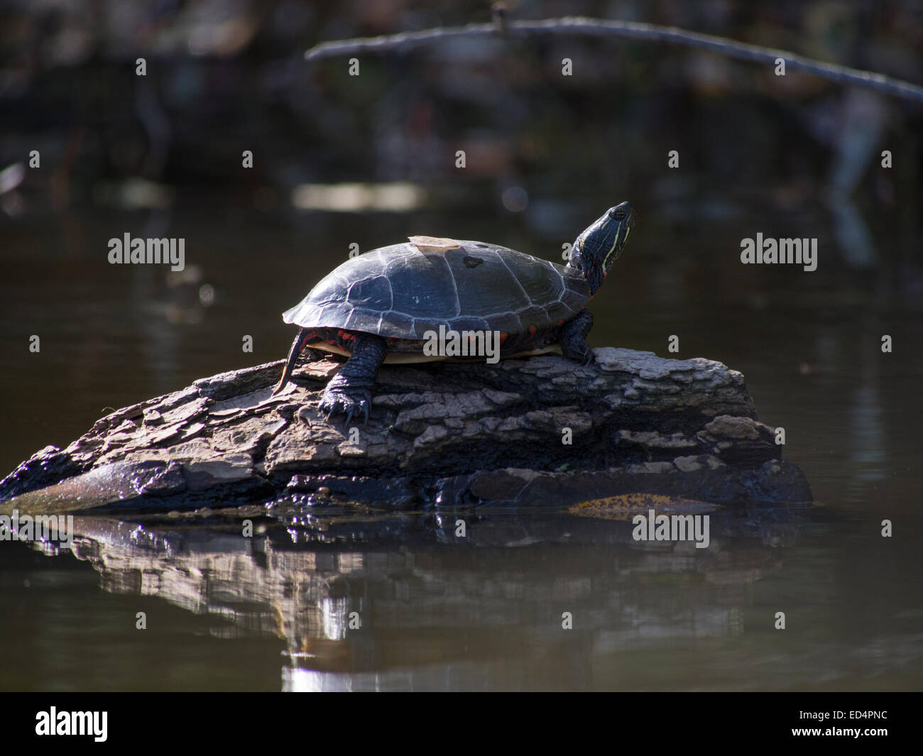 Turtle sun bathing on a rock Stock Photo - Alamy