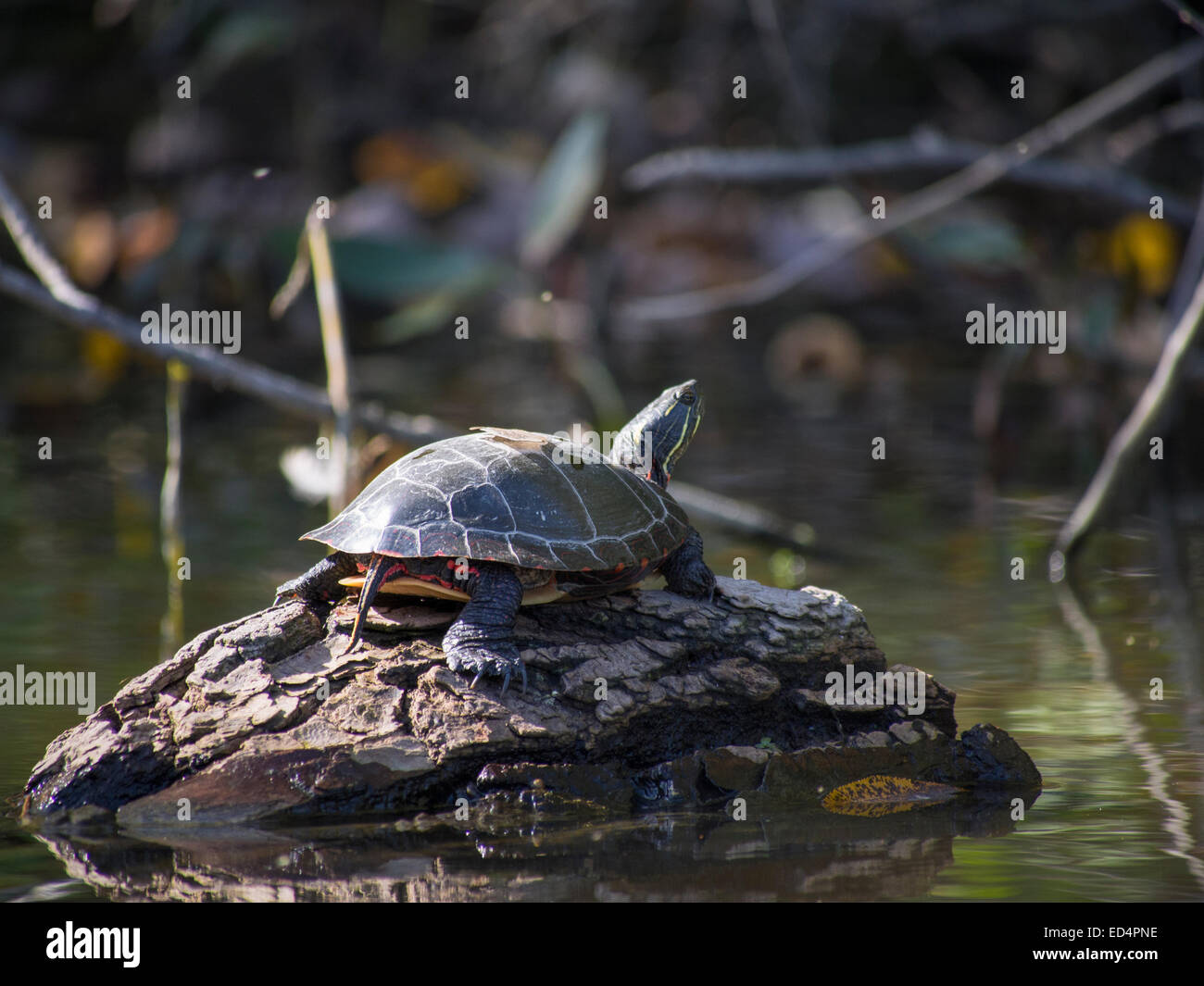 Turtle sun bathing on a rock Stock Photo - Alamy