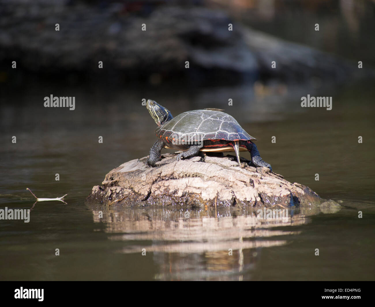 Turtle sun bathing on a rock Stock Photo - Alamy