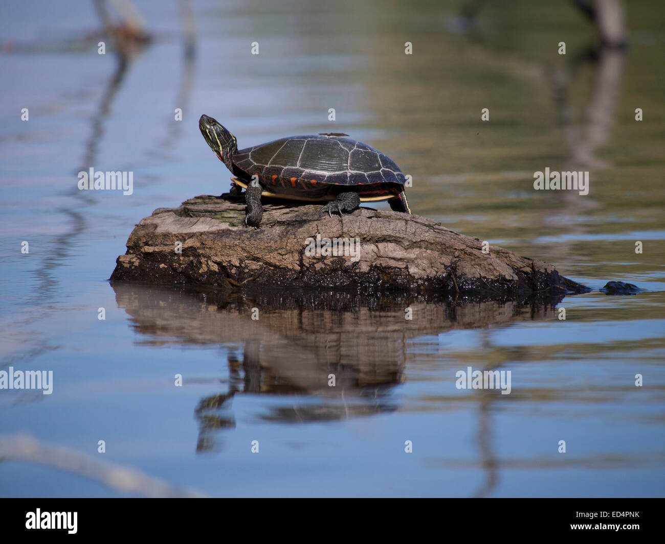 Turtle sun bathing on a rock Stock Photo - Alamy