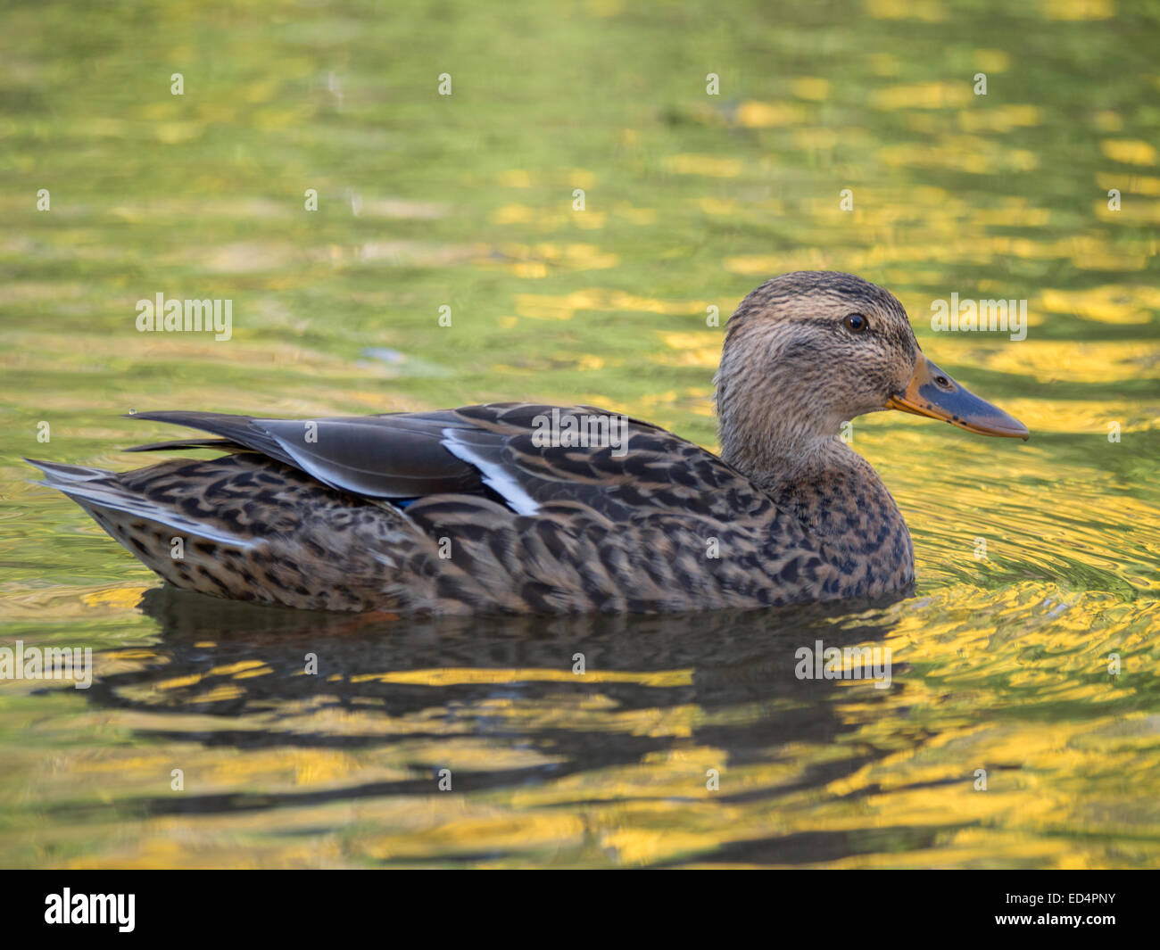 Duck on water Stock Photo - Alamy