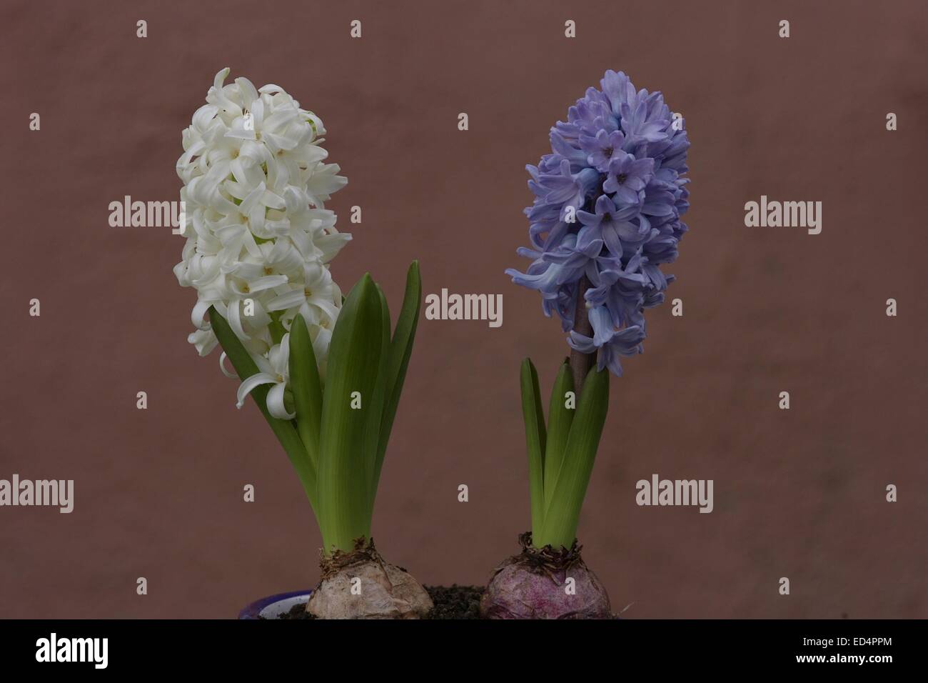 Hyacinth Plants. Hyacinthus is a small genus of bulbous flowering plants in the family ...