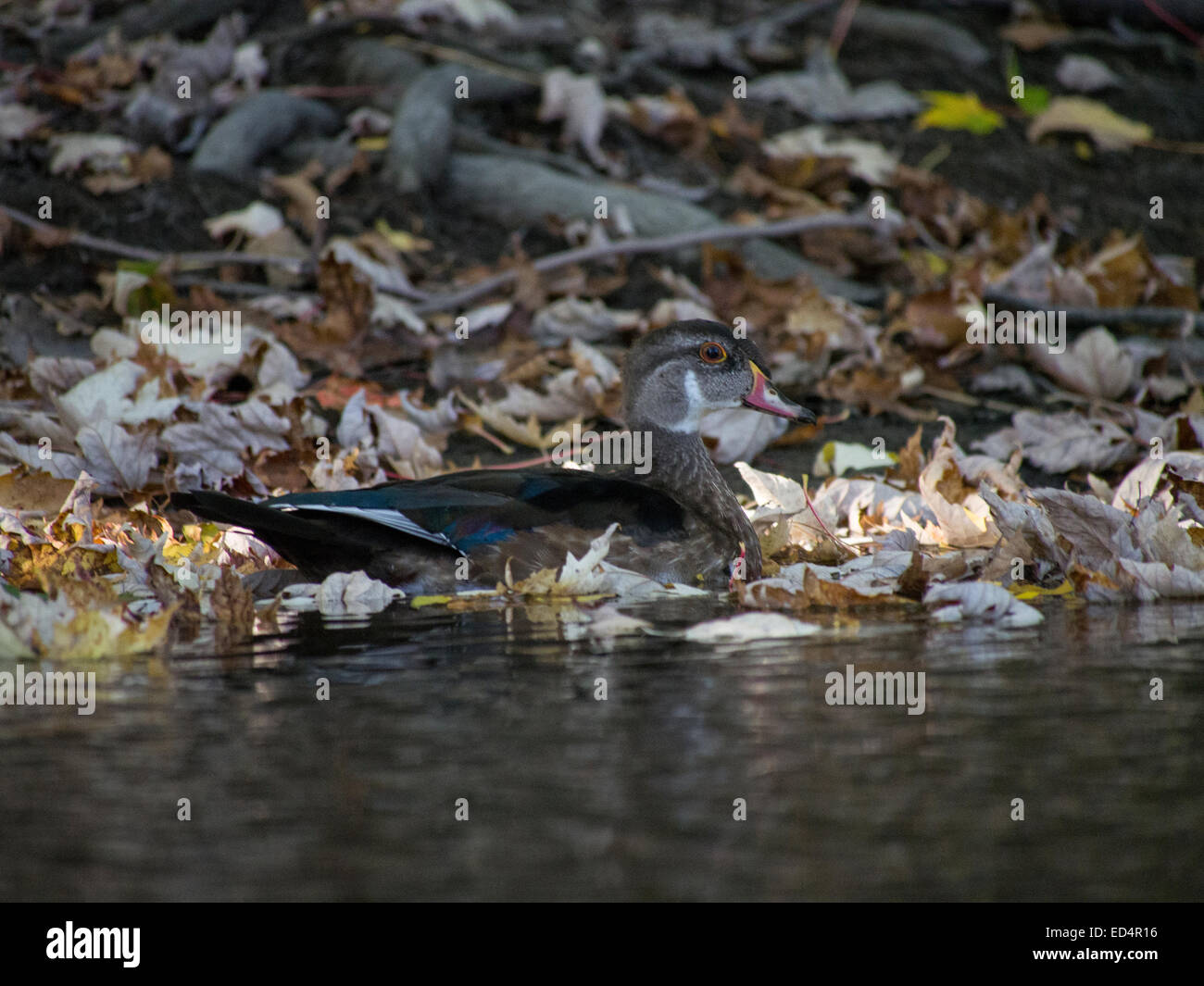 Duck in water Stock Photo - Alamy