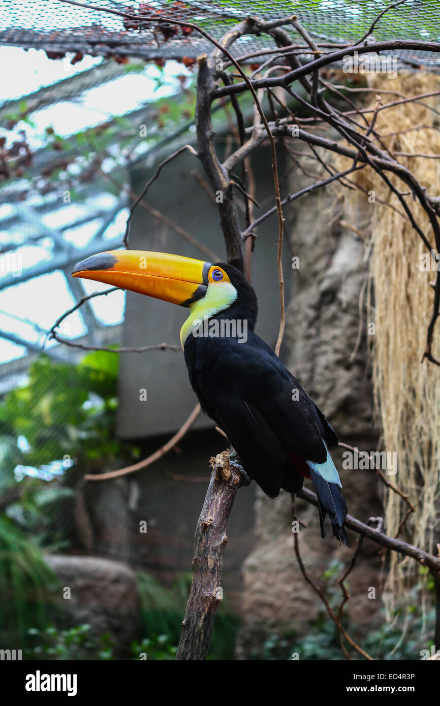Ramphastos toco bird hi-res stock photography and images - Alamy