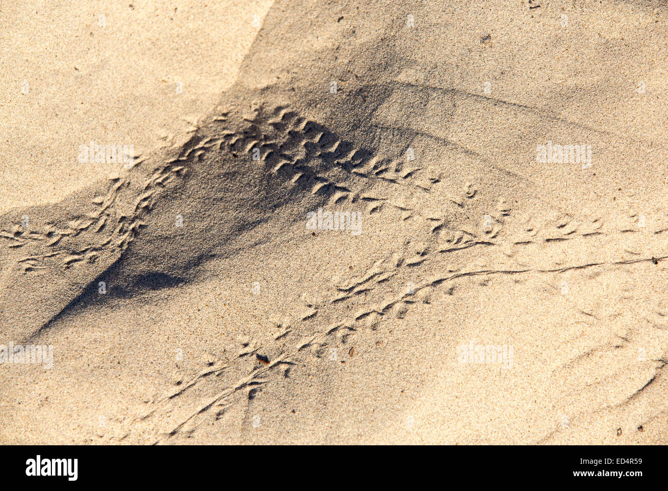 Lizard trails on the Mesquite flat sand dunes in Death Valley which is ...