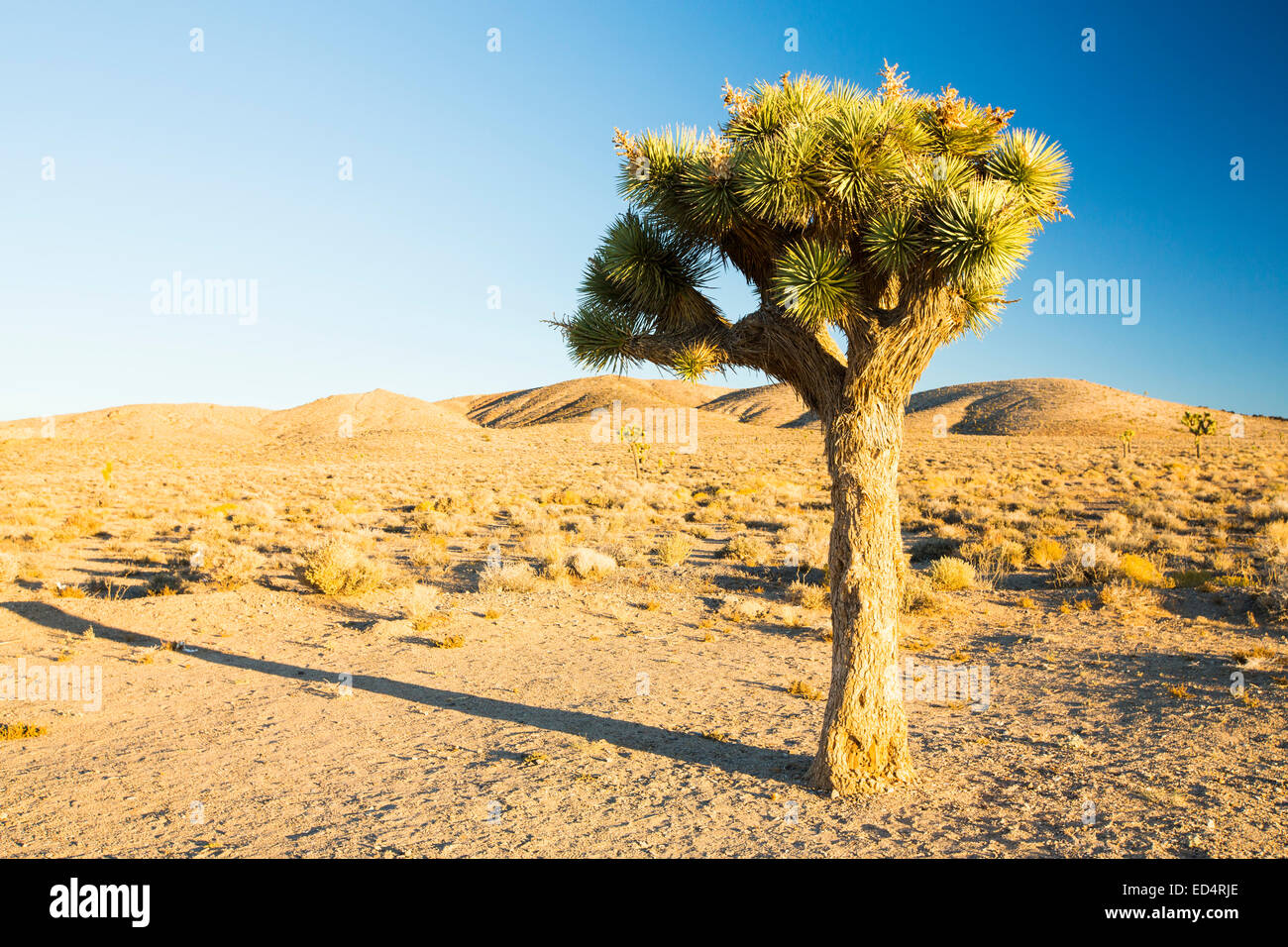A Joshua Tree, Yucca brevifolia on the road into Death Valley from the ...