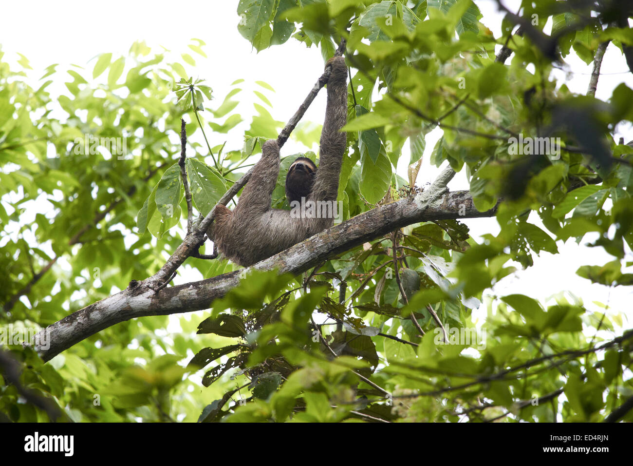 Three toed sloth in tree in Central Panama Stock Photo - Alamy