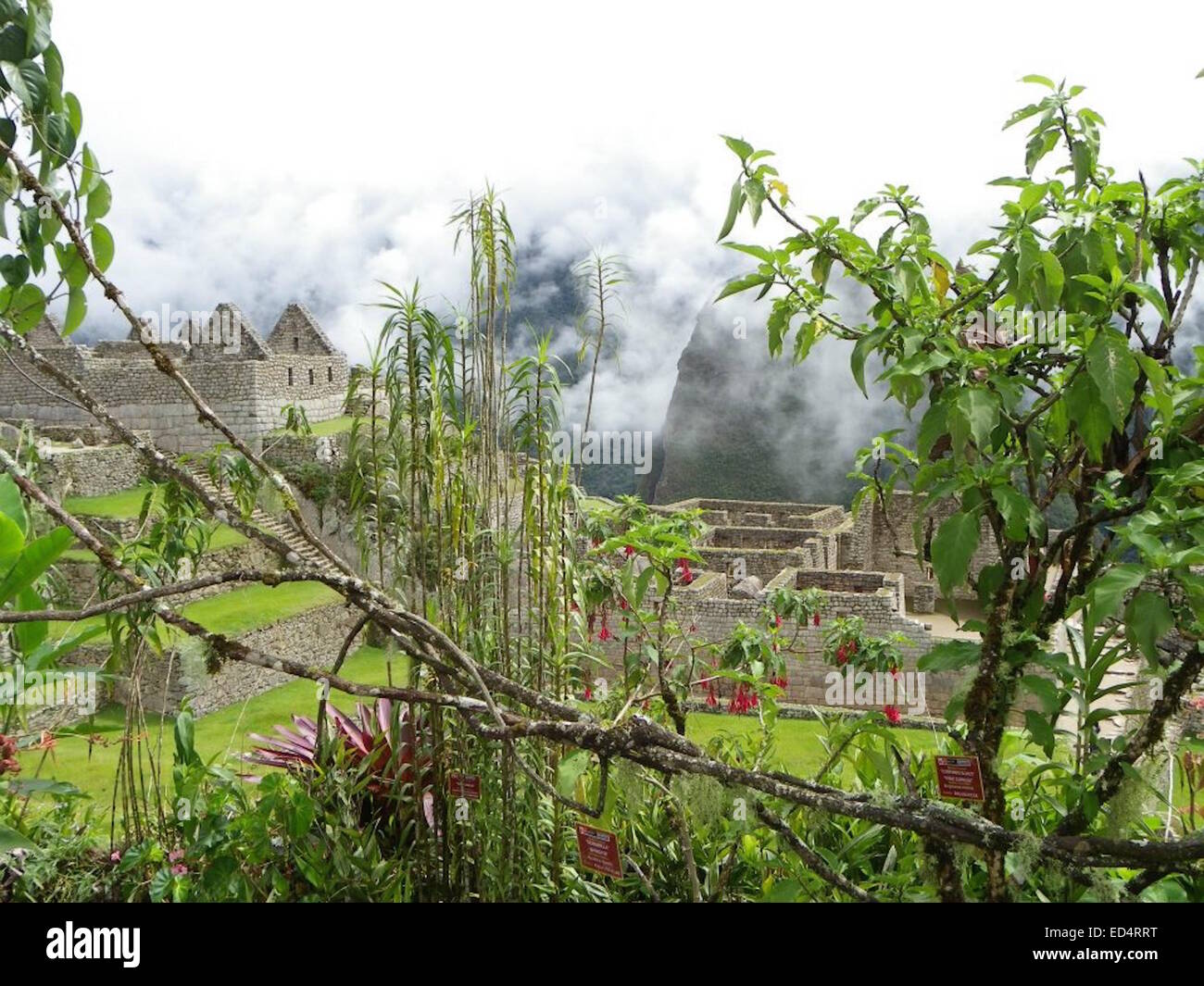 Incan stone buildings and terraces at Machu Picchu, Cusco, Peru Stock ...