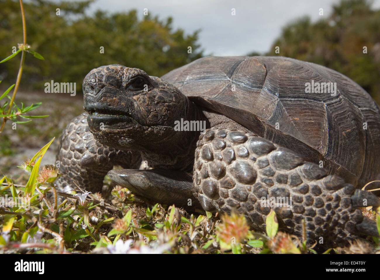 Gopher tortoise (Gopherus polyphemus) in Delnor-Wiggins State Park ...