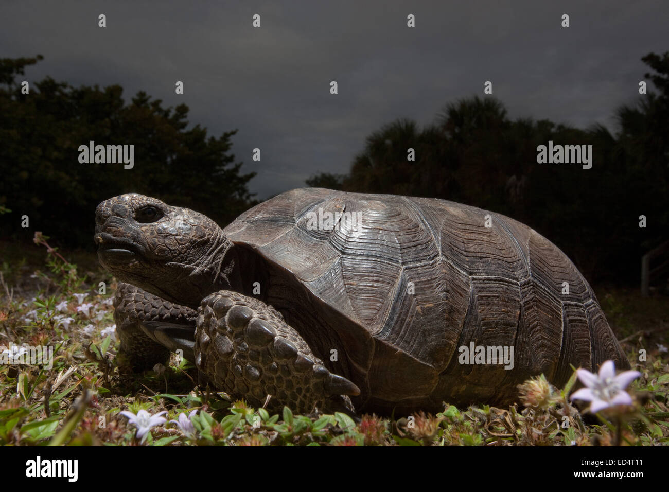 Gopher tortoise (Gopherus polyphemus) in Delnor-Wiggins State Park ...
