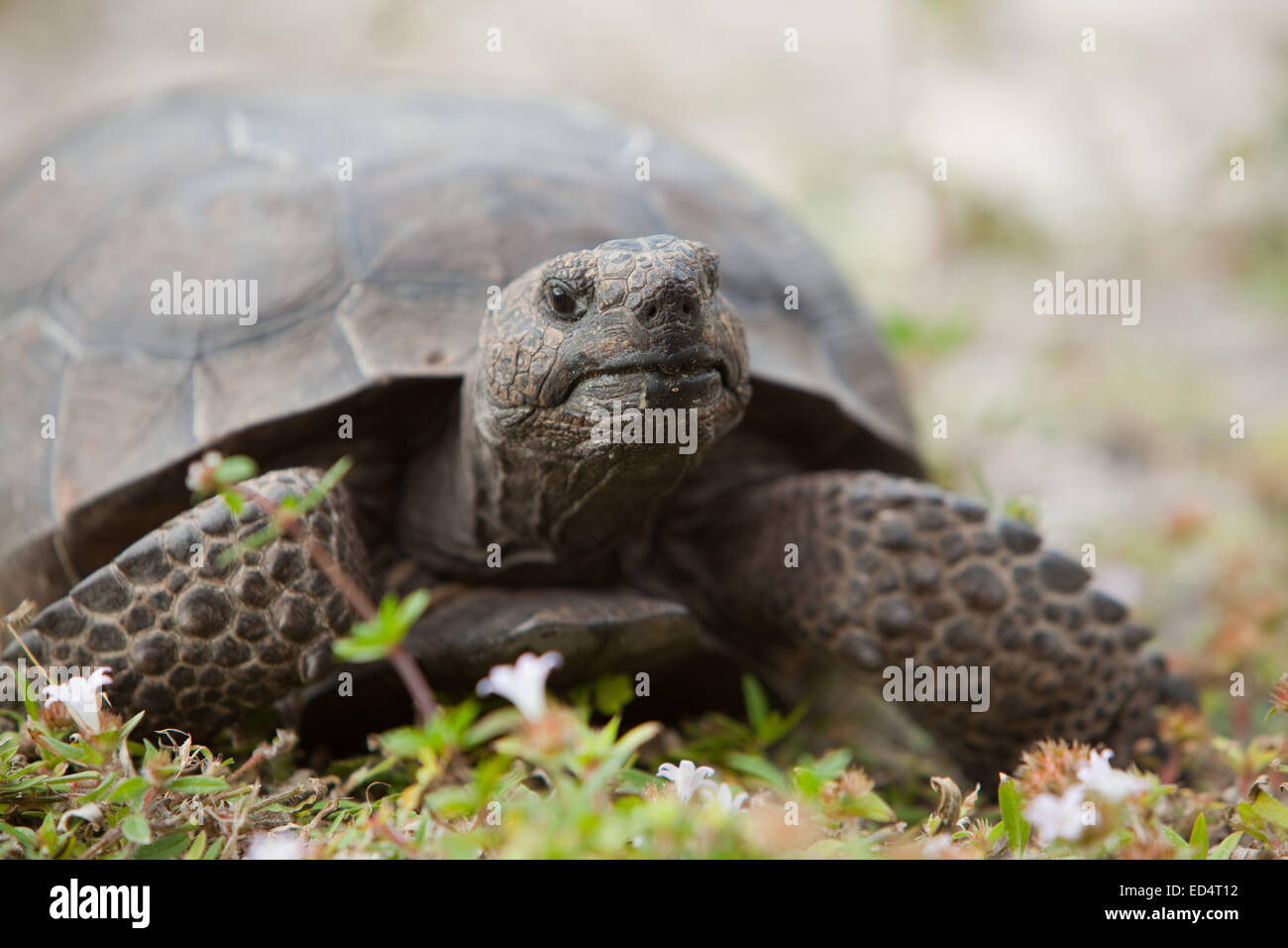 Gopher tortoise (Gopherus polyphemus) in Delnor-Wiggins State Park ...