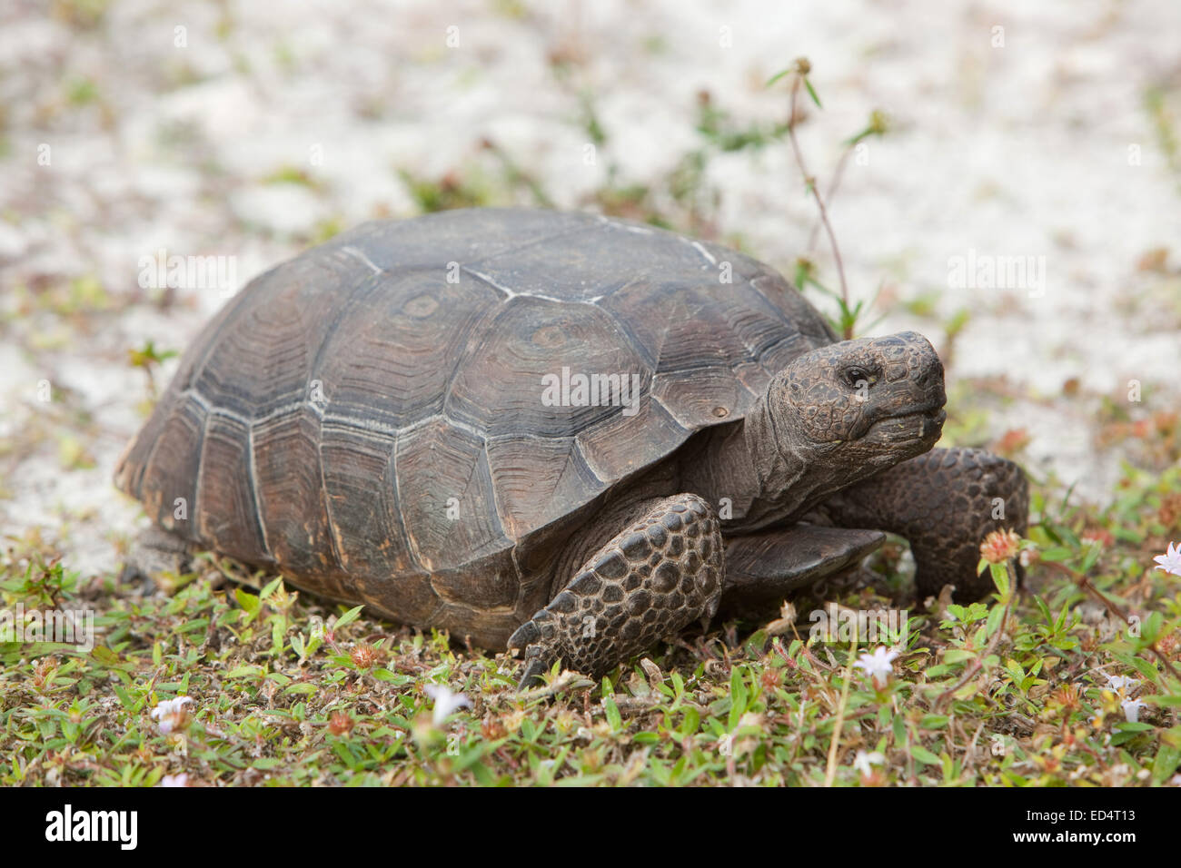 Gopher tortoise (Gopherus polyphemus) in Delnor-Wiggins State Park ...