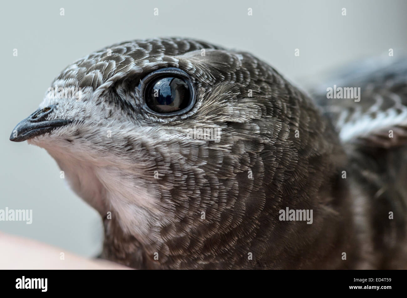 Swift bird hi-res stock photography and images - Alamy