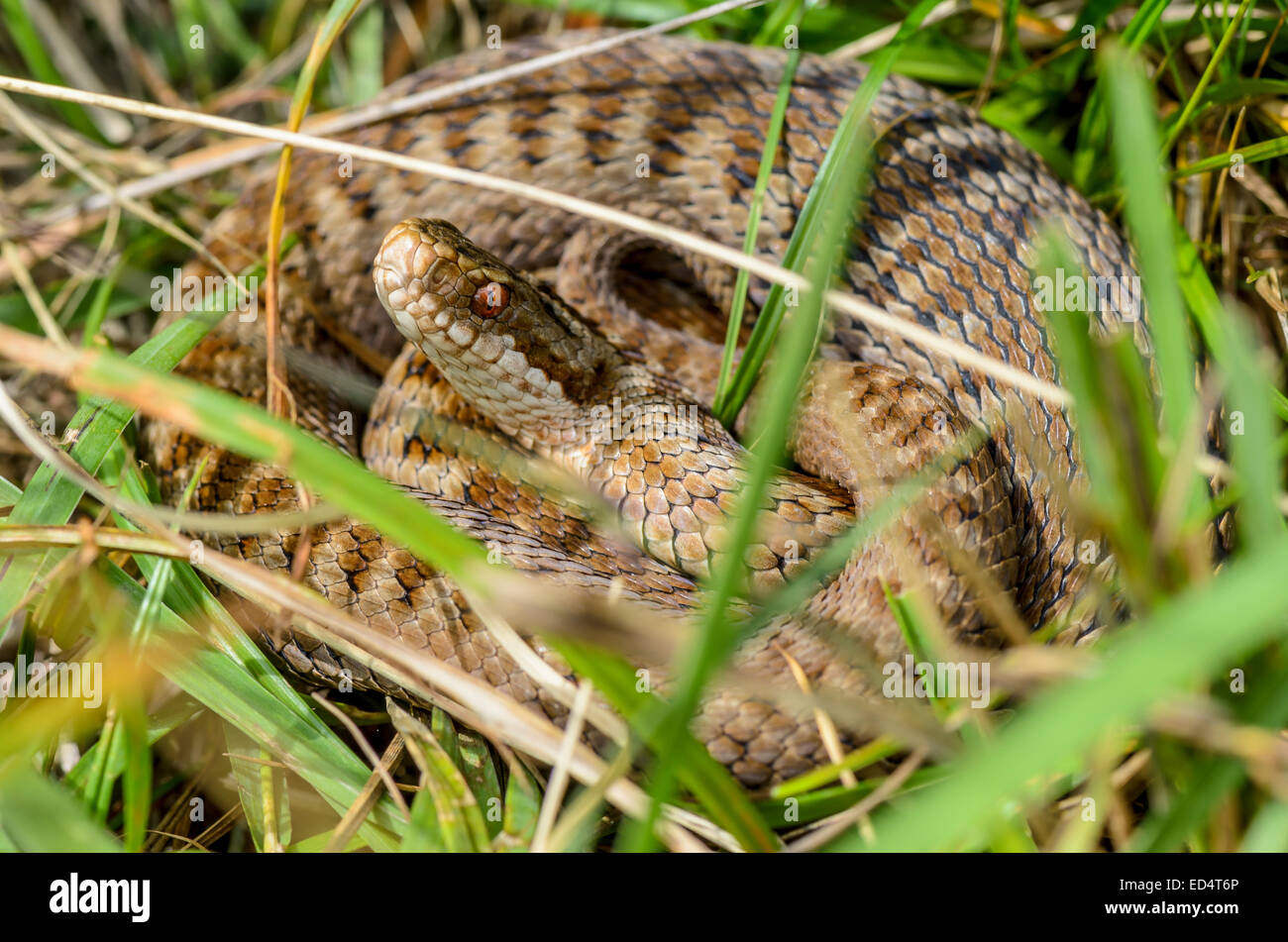 Female adder at rest Stock Photo - Alamy