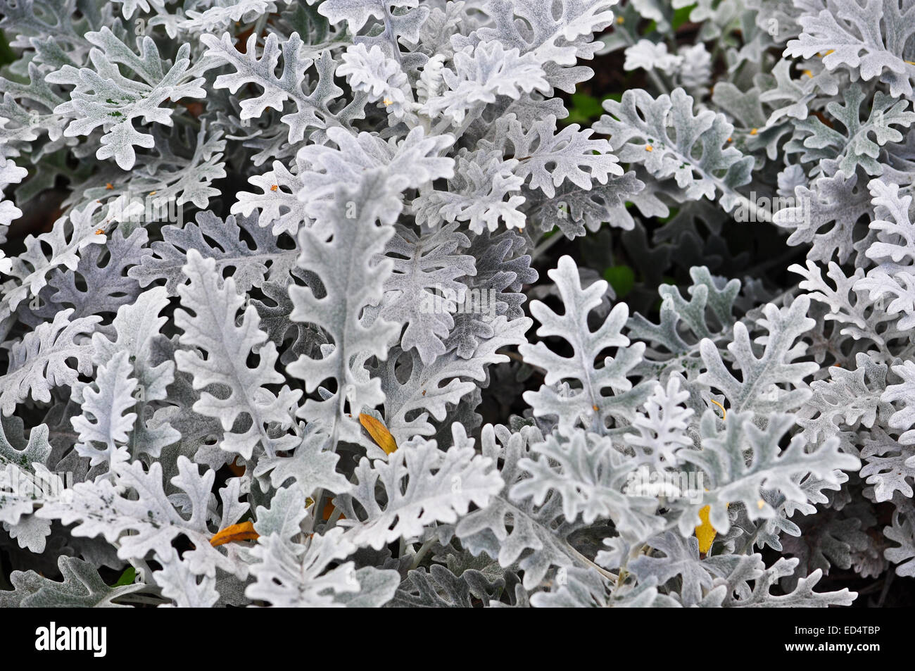 Abstract background with decorative leaves. Colorless image fancy ...