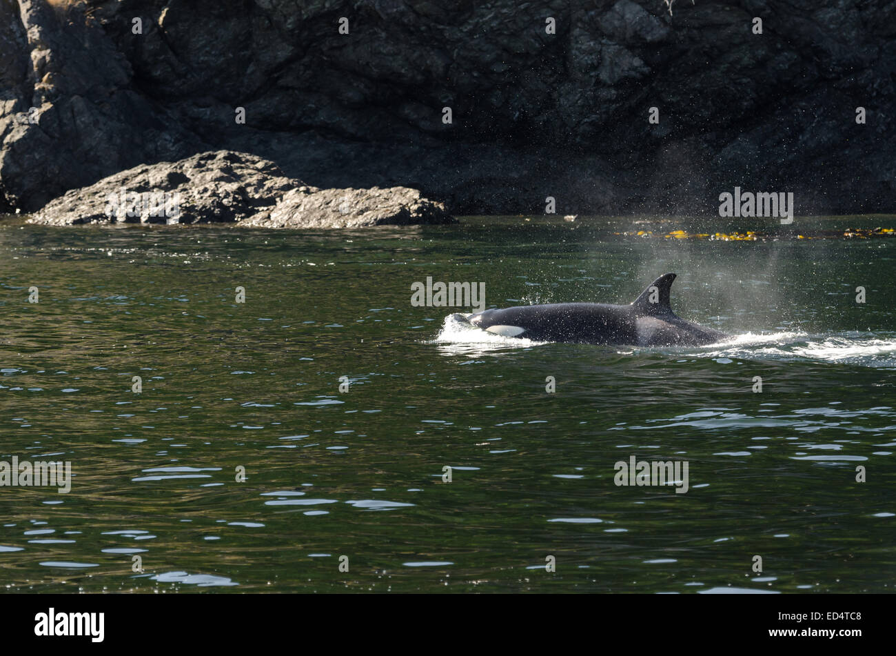 Orca fish hi-res stock photography and images - Alamy