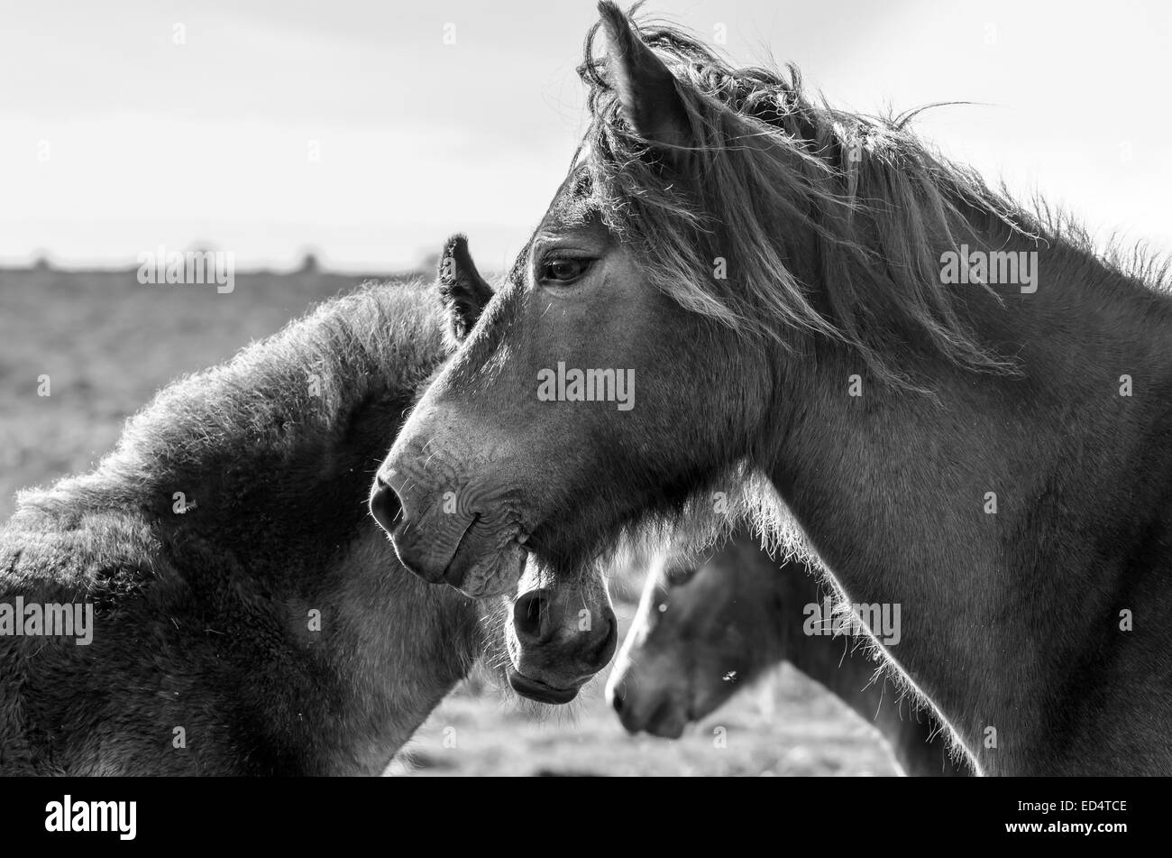 Exmoor mare, foals and dratted flies!! Stock Photo - Alamy