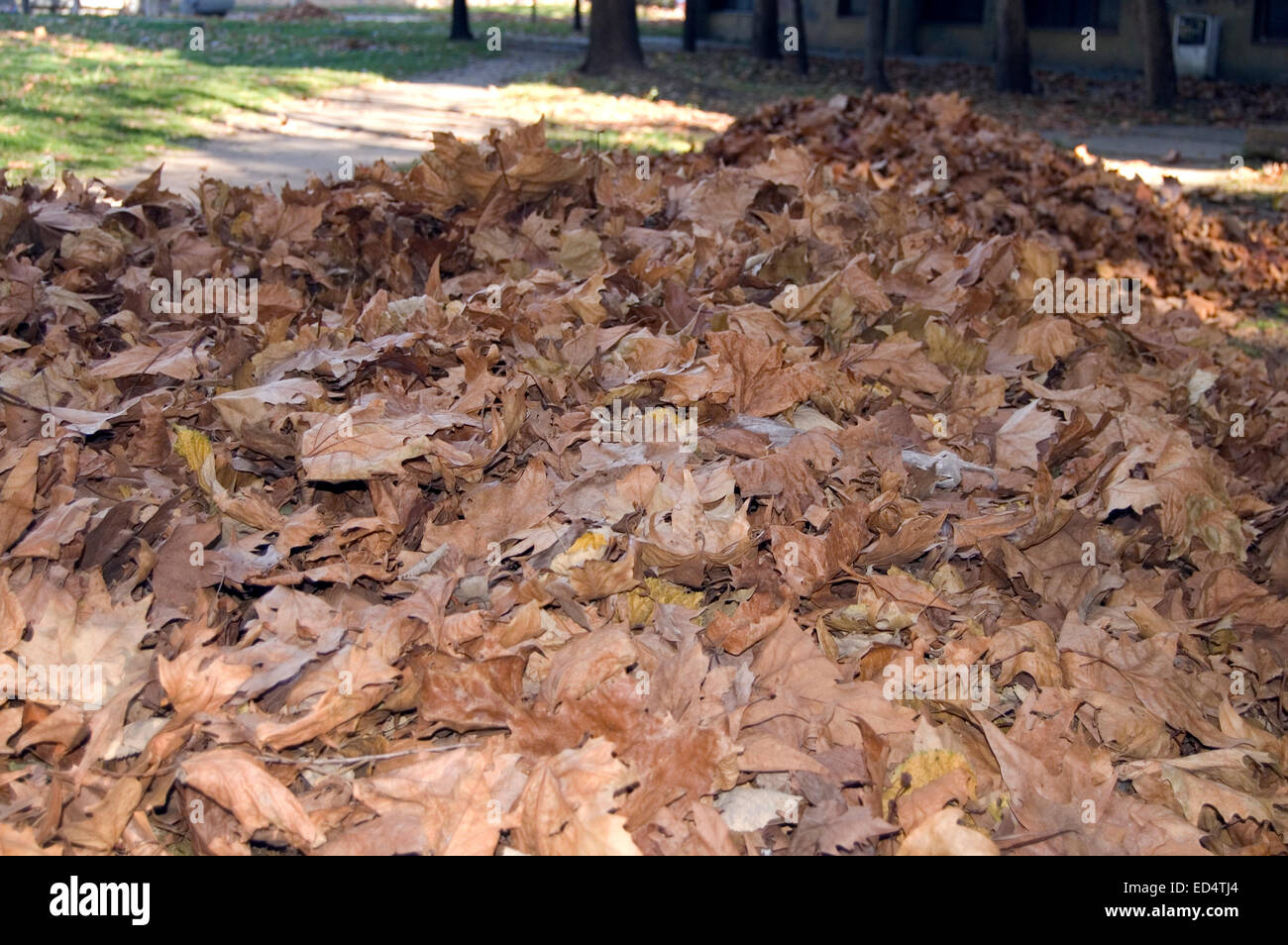 Colorful fallen leaves hi-res stock photography and images - Alamy