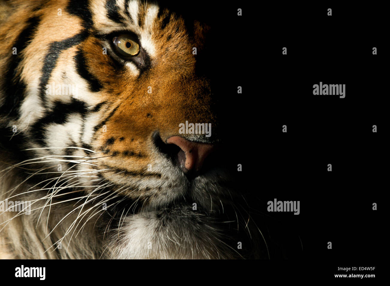 Tiger at night hi-res stock photography and images - Alamy