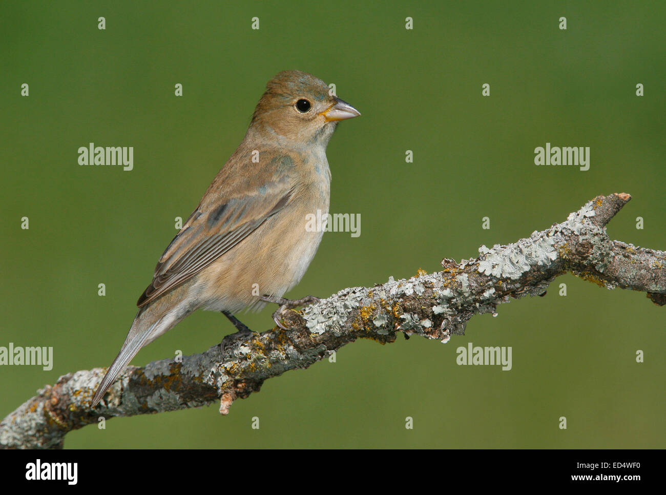 Female indigo bunting hi-res stock photography and images - Alamy