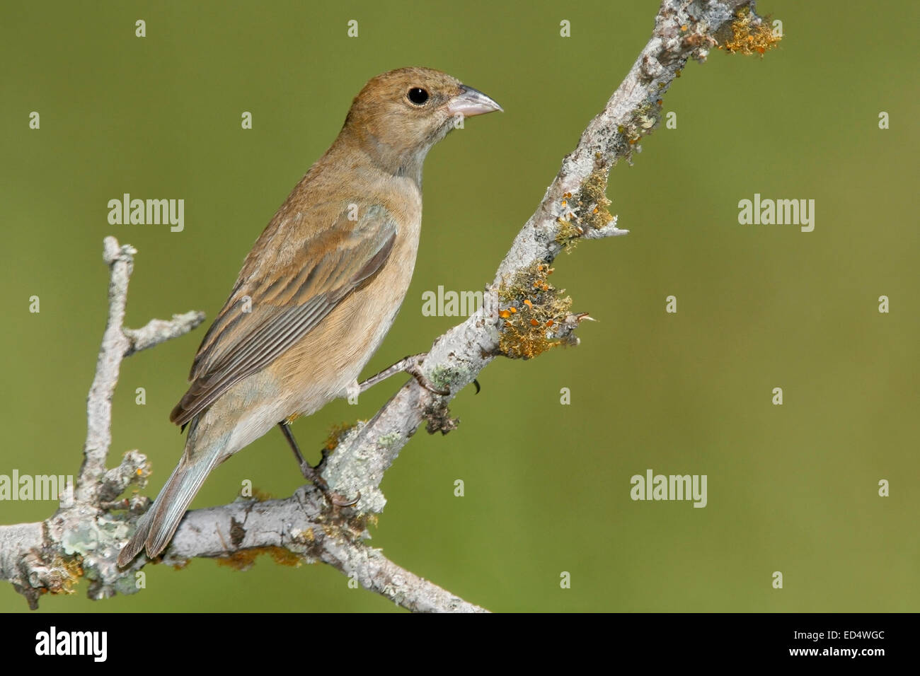 Juvenile Indigo Bunting