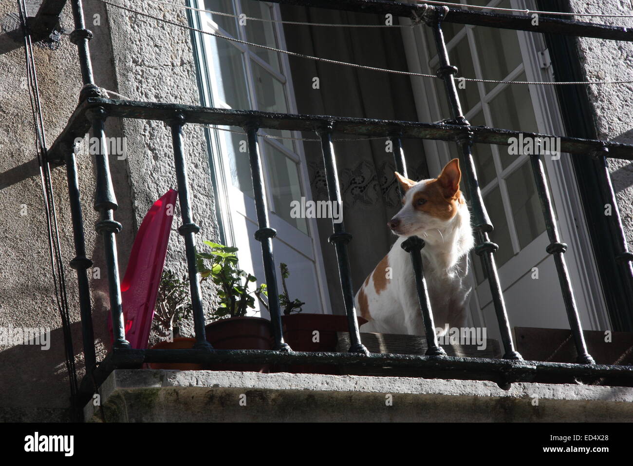 Dog in Porto Stock Photo - Alamy