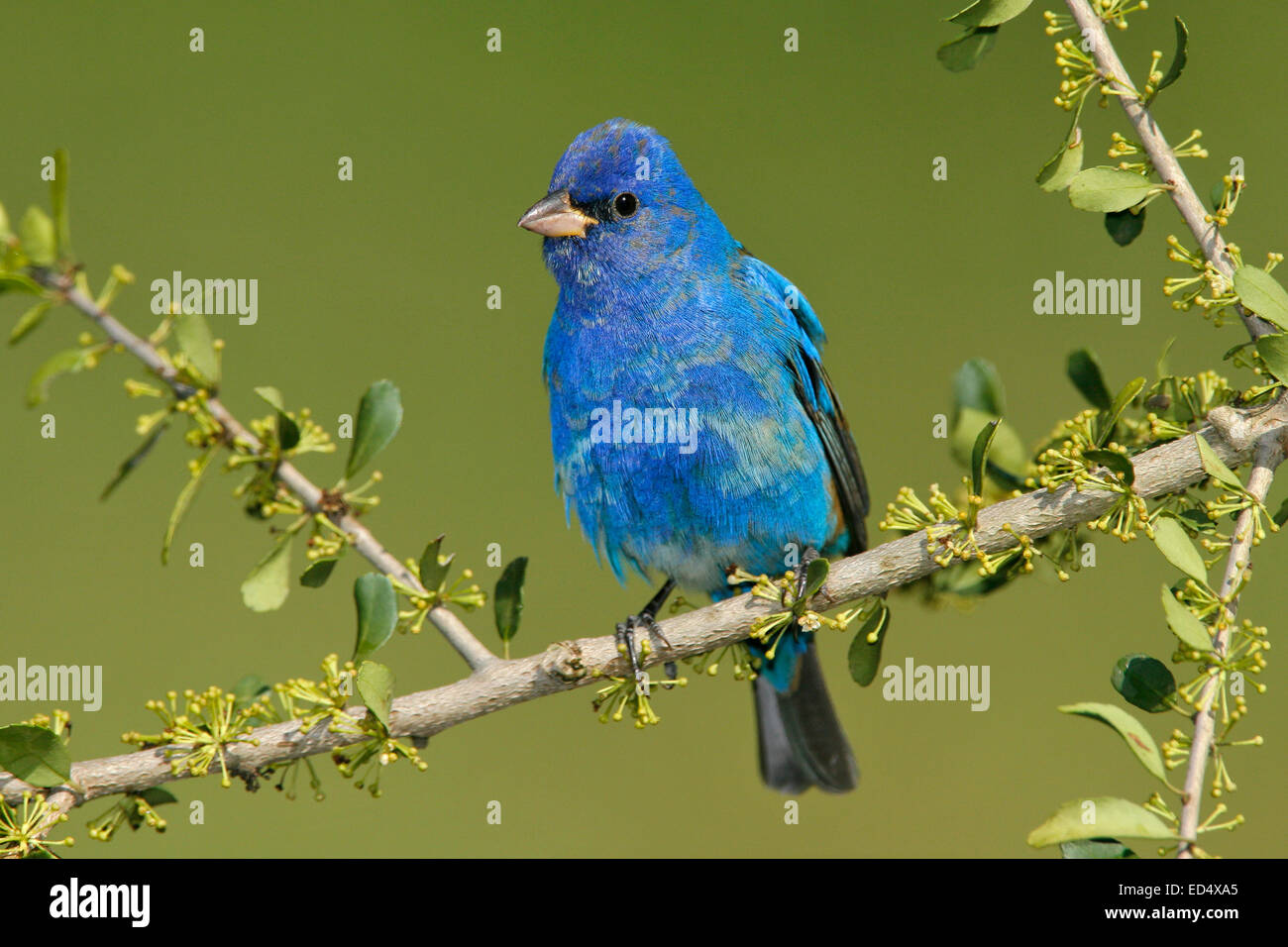 The indigo bird hi-res stock photography and images - Alamy