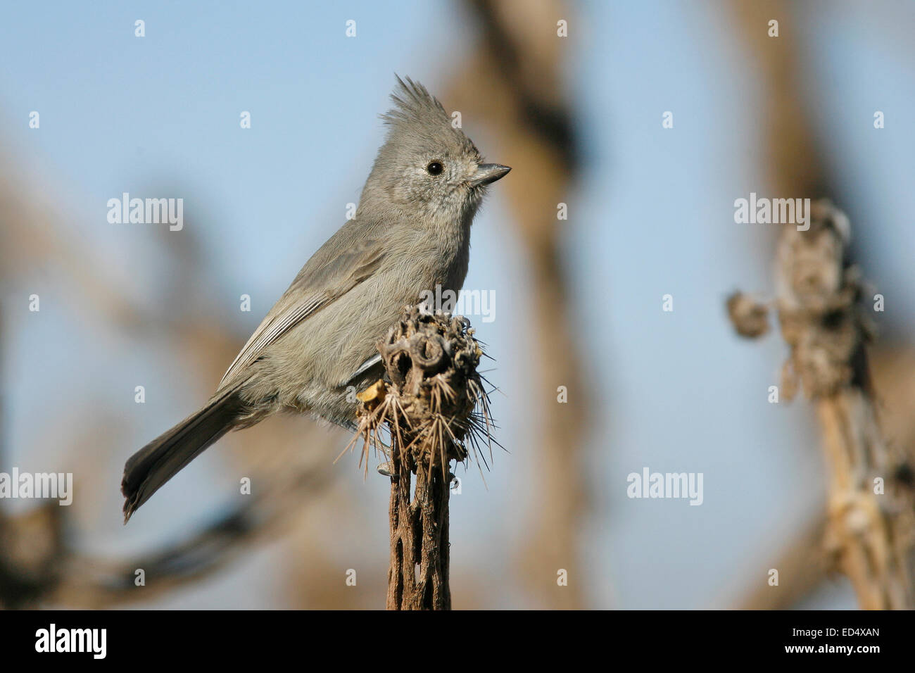 Titmouse bird birds songbirds hi-res stock photography and images - Alamy