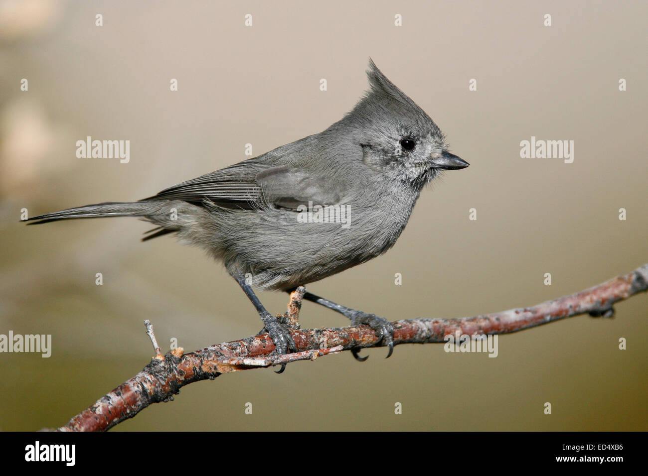 Juniper Titmouse - Baeolophus ridgwayi Stock Photo - Alamy