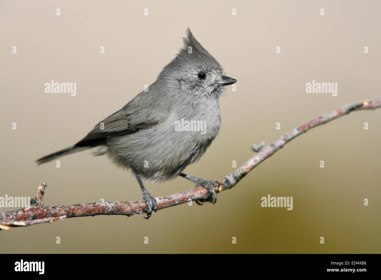 Titmouse bird birds songbirds hi-res stock photography and images - Alamy
