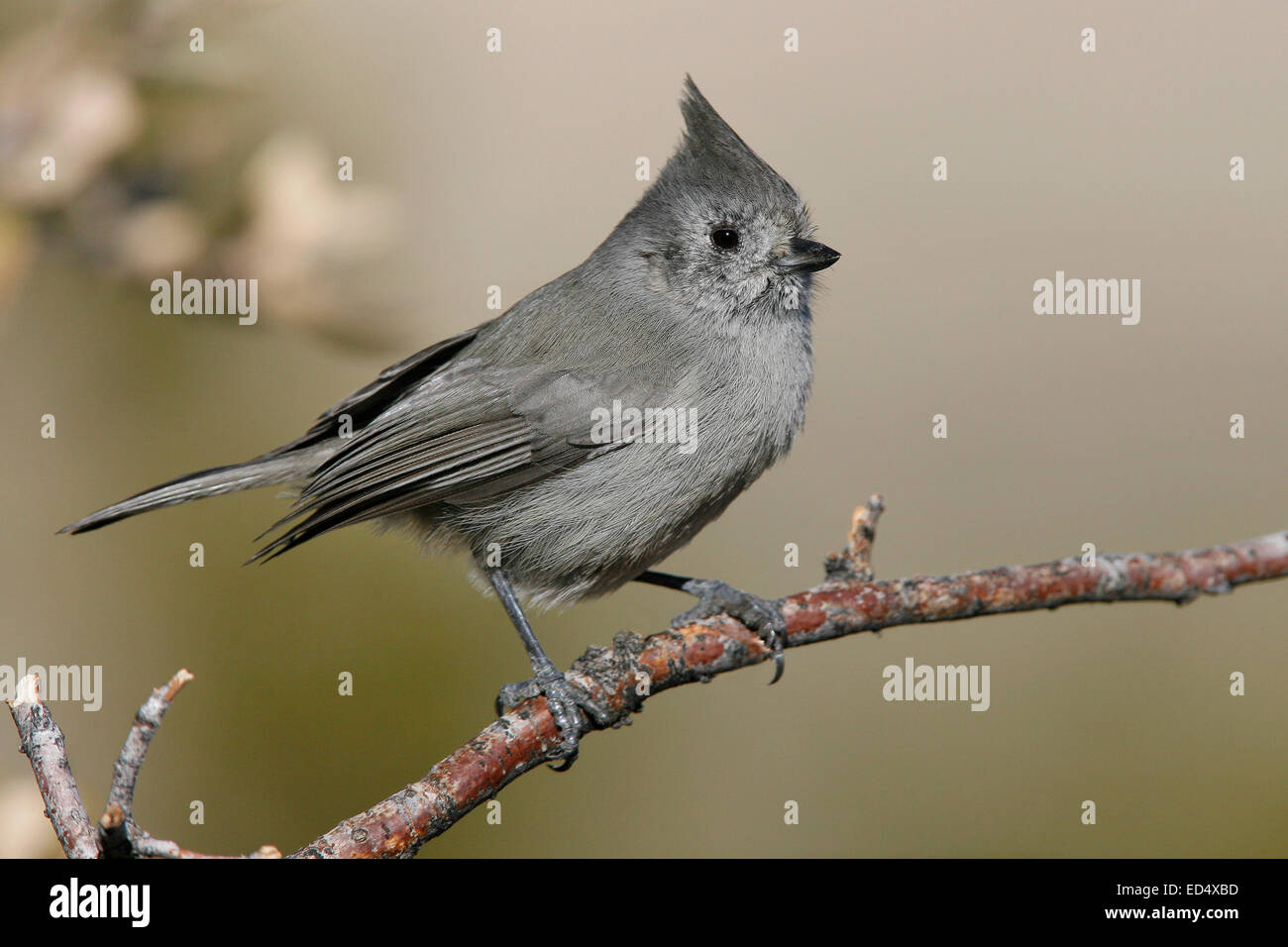 Juniper titmouse hi-res stock photography and images - Alamy