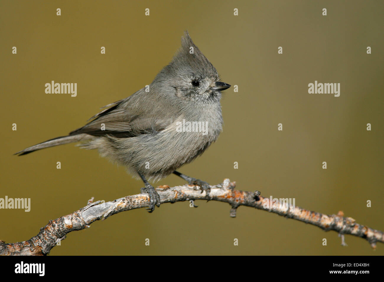 Juniper Titmouse - Baeolophus ridgwayi Stock Photo - Alamy