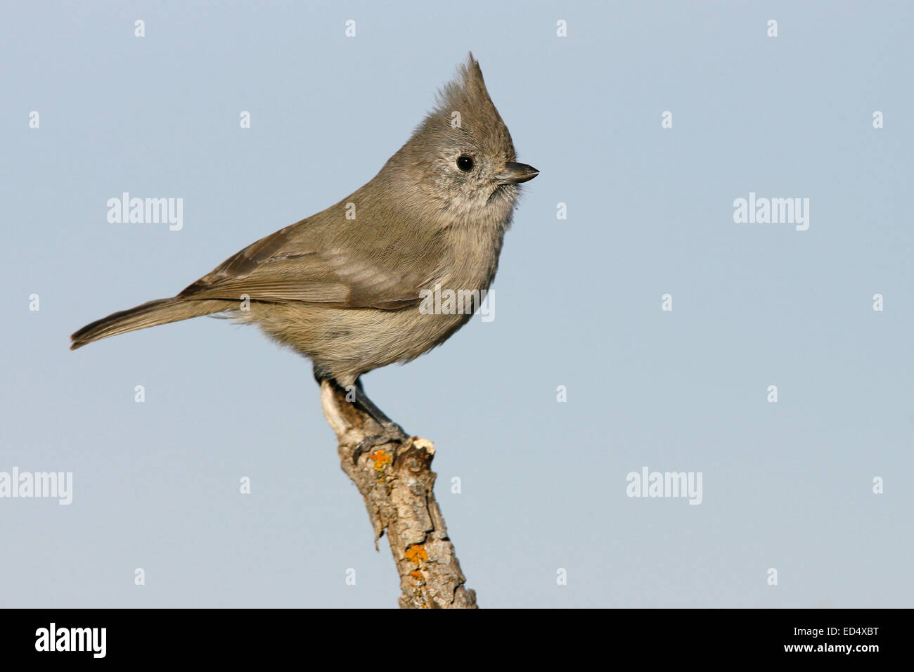 Titmouse bird birds songbirds hi-res stock photography and images - Alamy