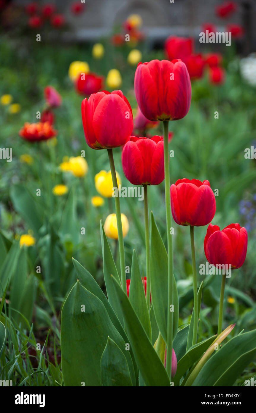 The beautiful flower in the garden, nature Stock Photo - Alamy