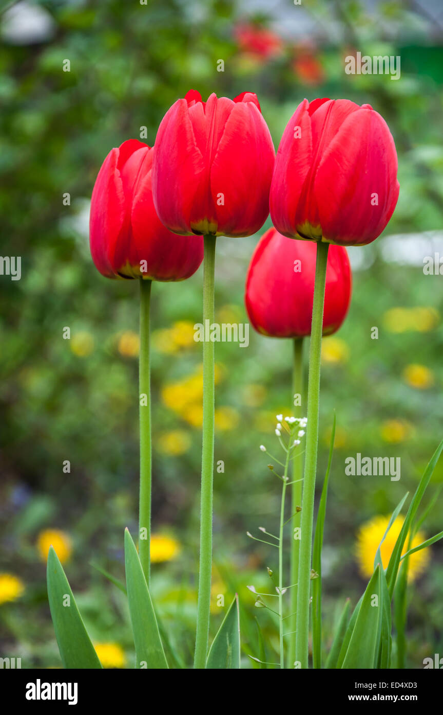 The beautiful flower in the garden, nature Stock Photo - Alamy