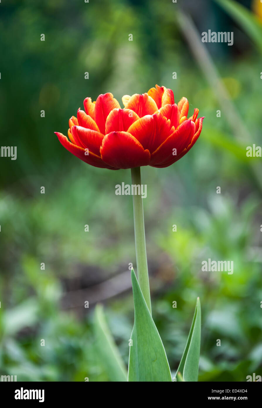 The beautiful flower in the garden, nature Stock Photo - Alamy
