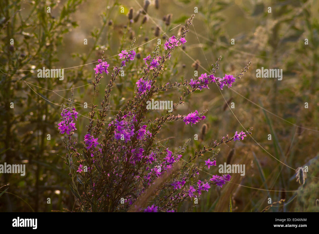 A beautiful flower on the garden background hi-res stock photography ...