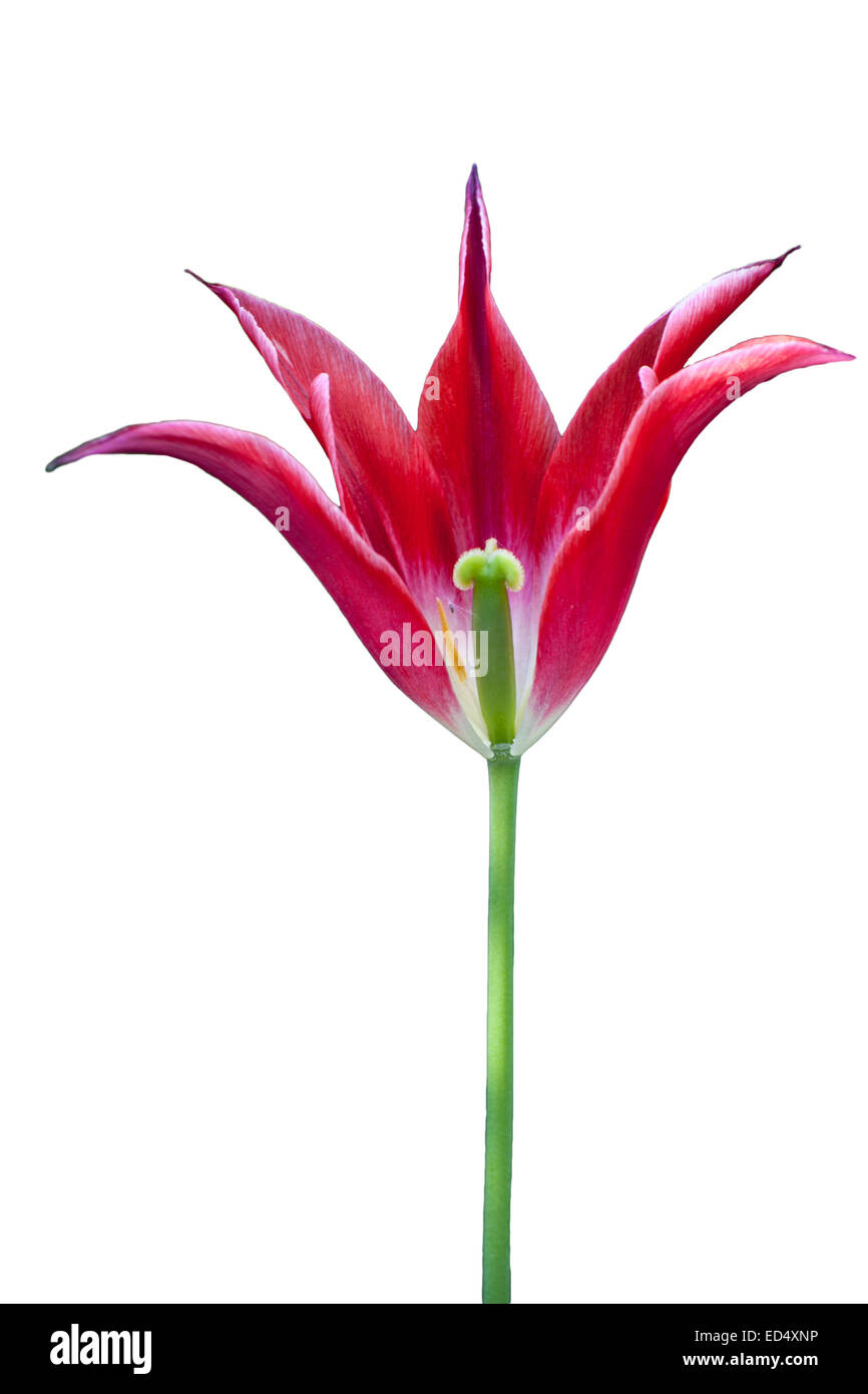 White flower and sunrise Cut Out Stock Images & Pictures - Alamy