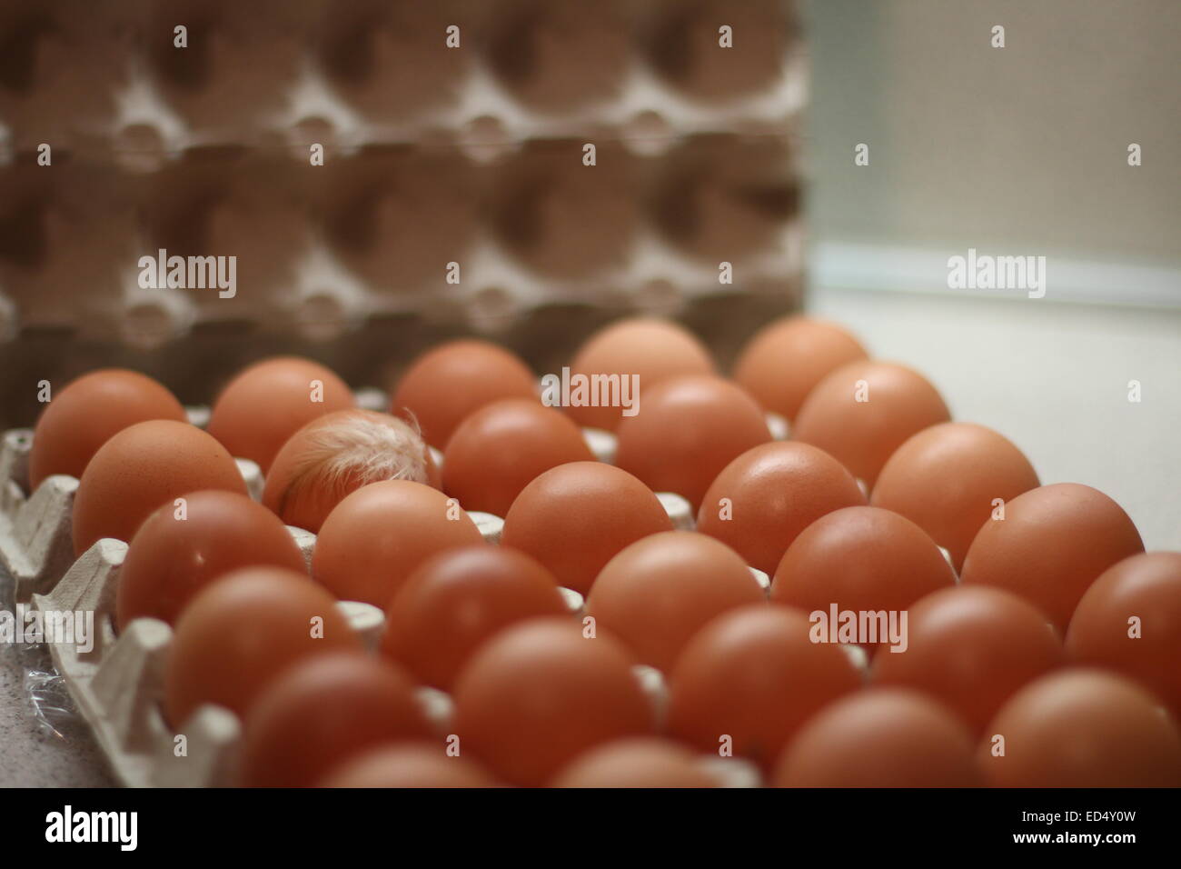 Egg rations hi-res stock photography and images - Alamy