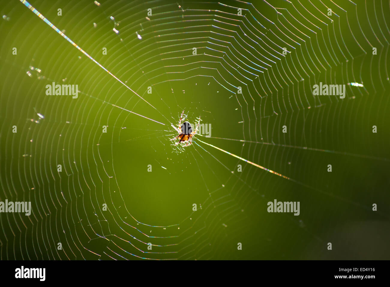Spider net with water drops, network, web Stock Photo - Alamy