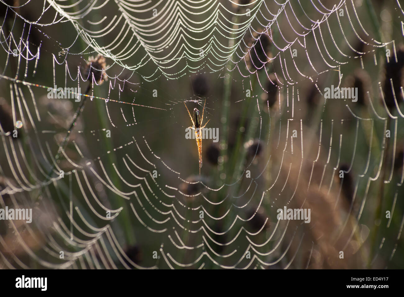 Spider net with water drops, network, web Stock Photo - Alamy