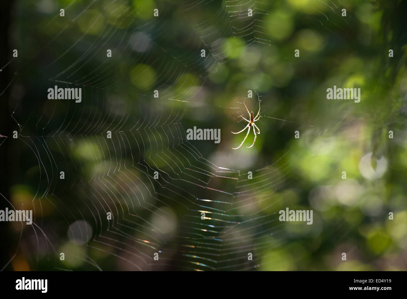 Spider net with water drops, network, web Stock Photo - Alamy