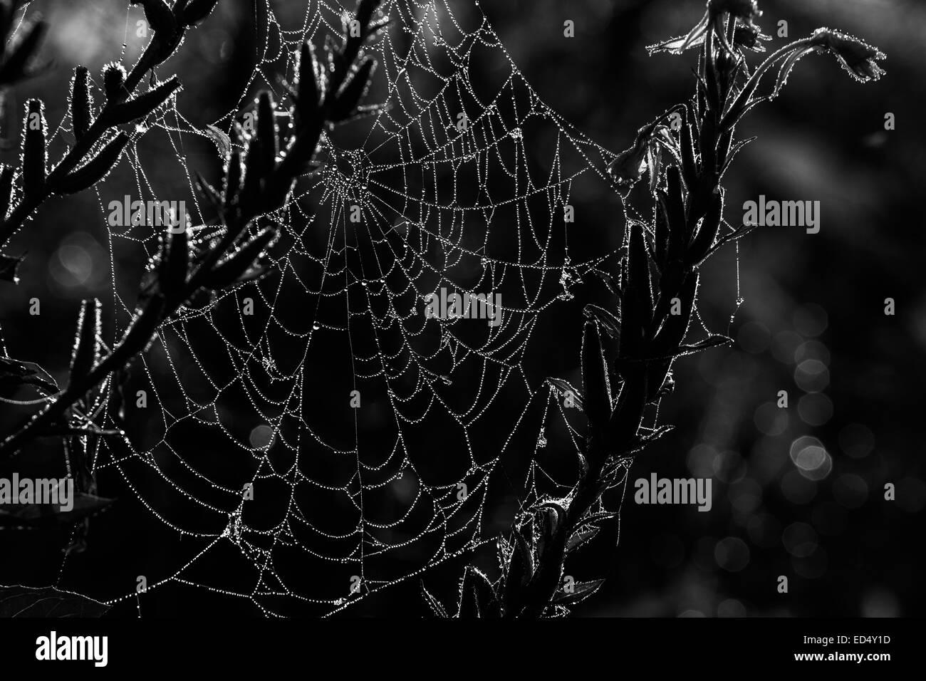 Spider net with water drops, network, web Stock Photo - Alamy