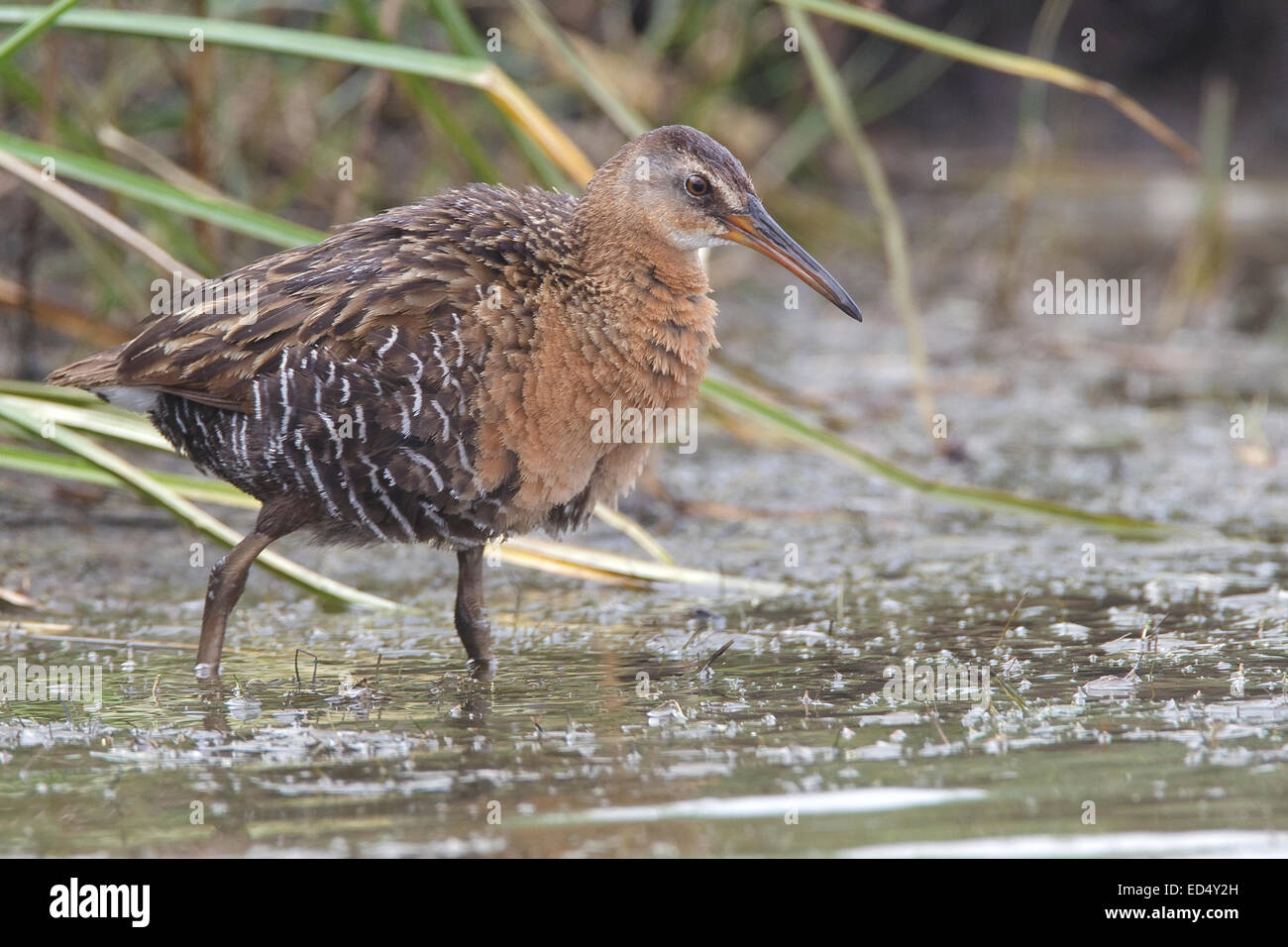 King Rail - Rallus elegans Stock Photo - Alamy