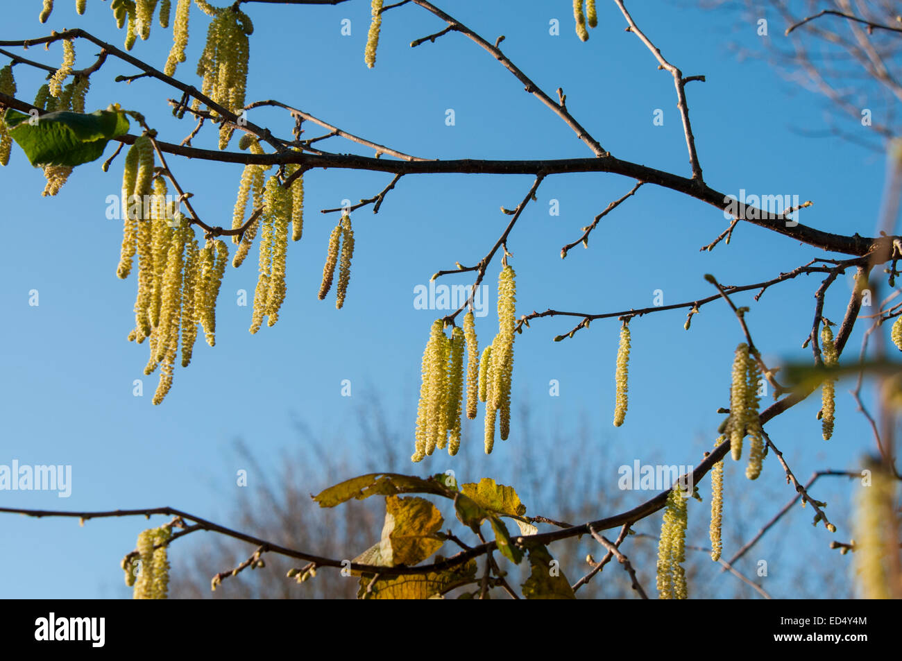 Hazel catkins, a harbinger of spring appearing early in December ...